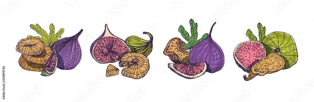 Collection of elegant detailed natural drawings of fig isolated on ...