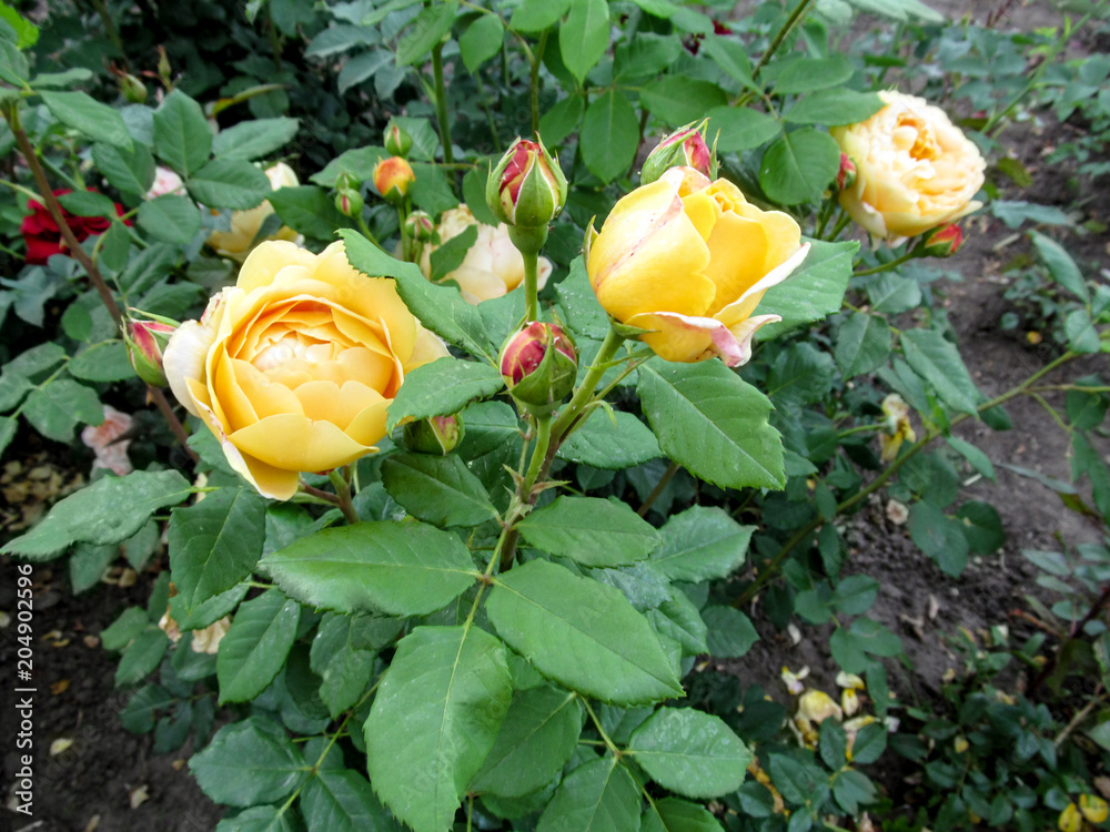 Yellow And Pink Rose Buds