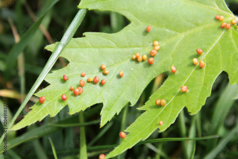 Gall caused by maple bladder-gall mite or Vasates quadripedes on Silver ...