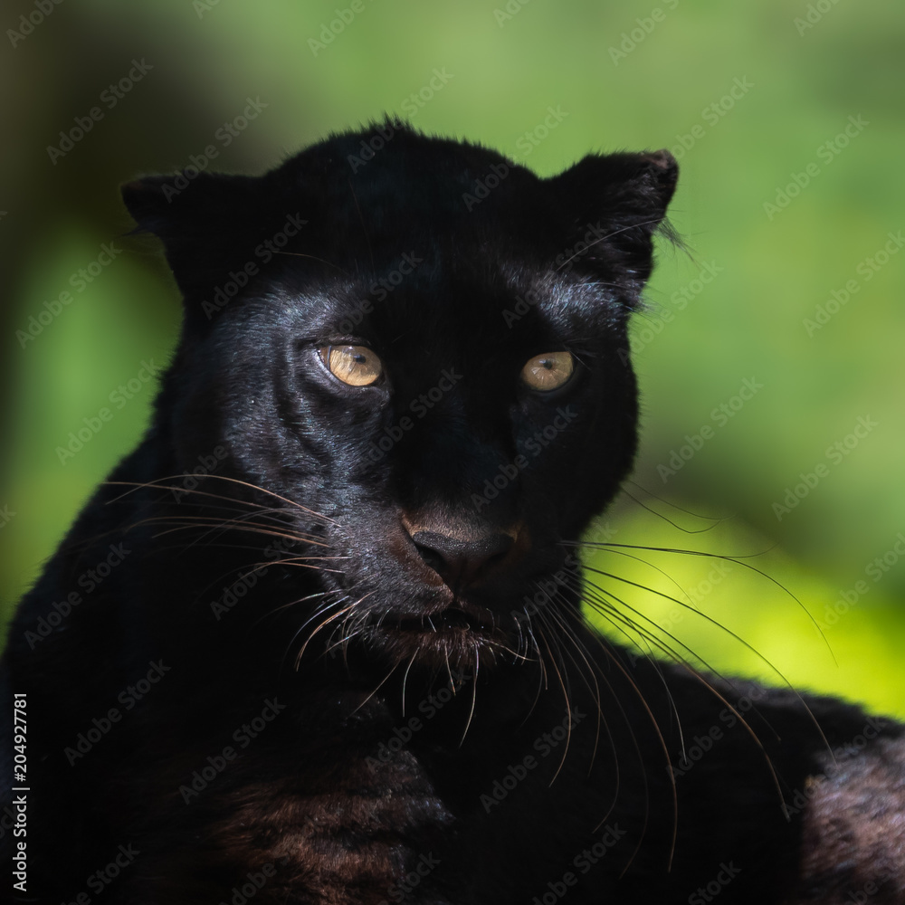 Pet Panther
