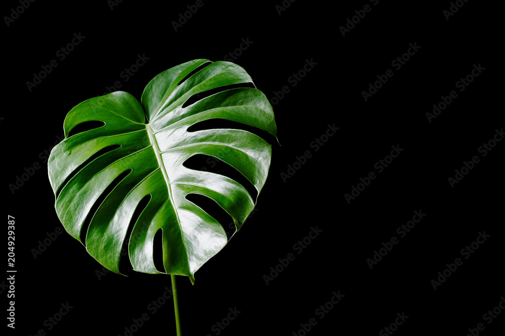 Large green leaves of monstera or split-leaf philodendron (Monstera ...