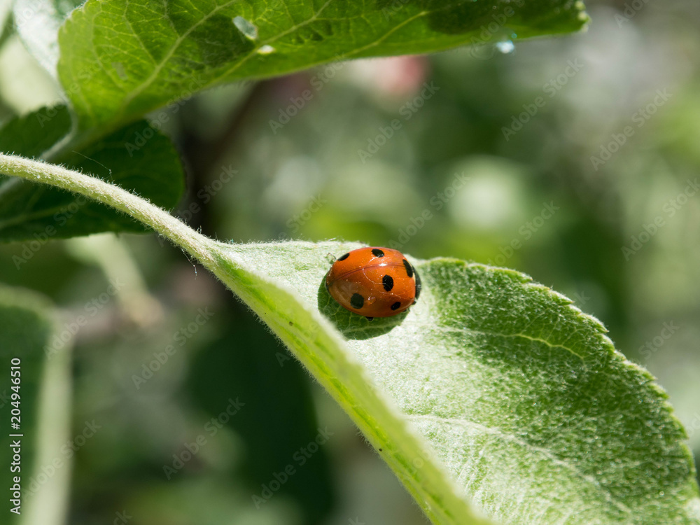 Ladybug on leaf. Ladybug enjoying some quite time on the leaf Stock ...