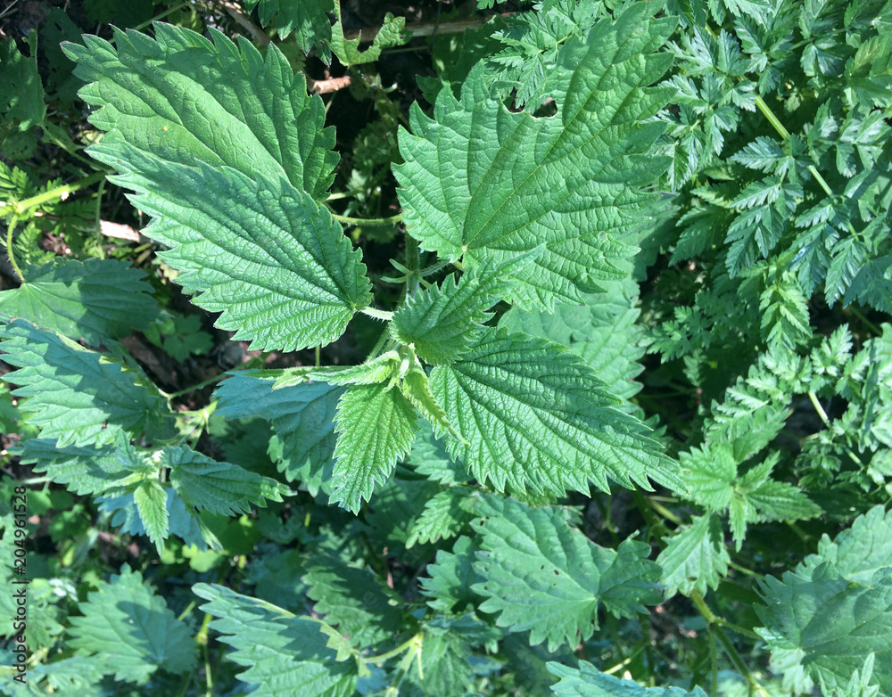Herbaceous texture - young juicy nettle among the high stems of green ...