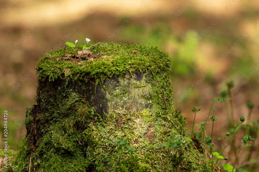 Vitsippor på en stubbe med mossa i skogen Photos | Adobe Stock