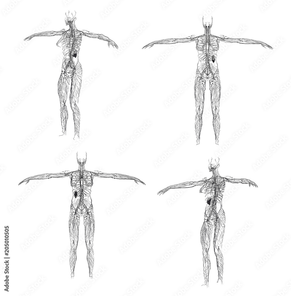 3D rendering illustration of the lymphatic system Stock Illustration ...