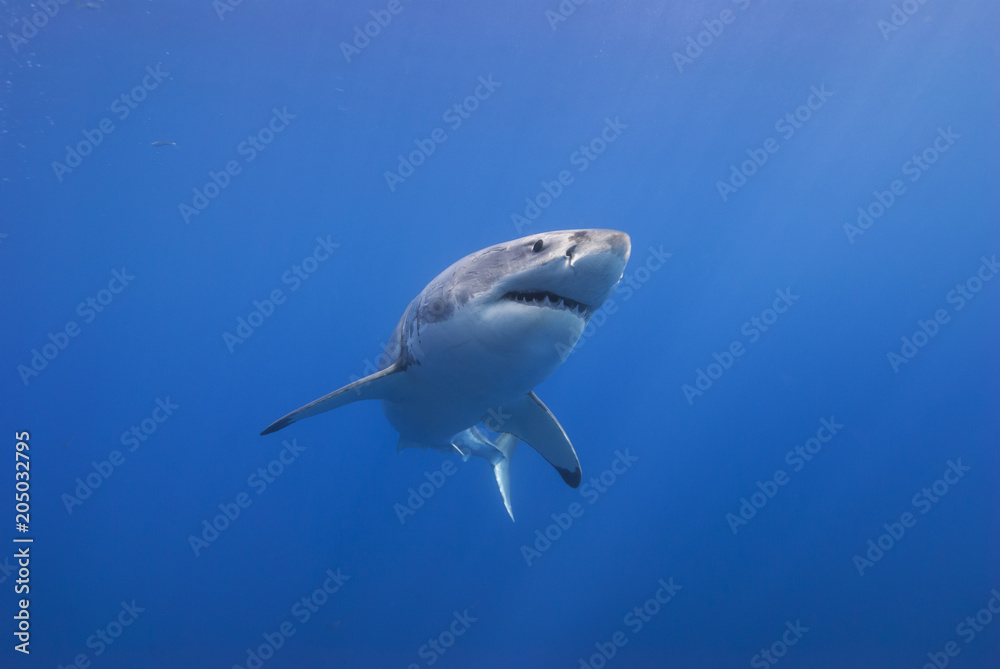 Great White Shark Bottom View