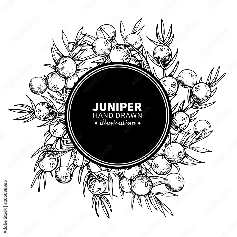 Poster Juniper vector drawing frame. Isolated vintage template of berr ...
