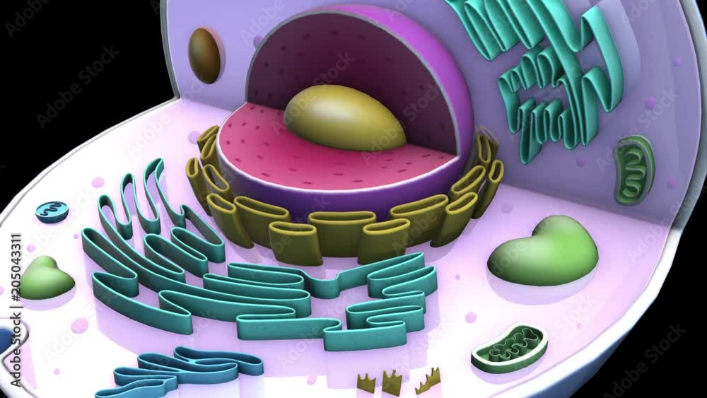 Human CELL-Rough endoplasmic reticulum 3D Human cell animation vídeo do ...