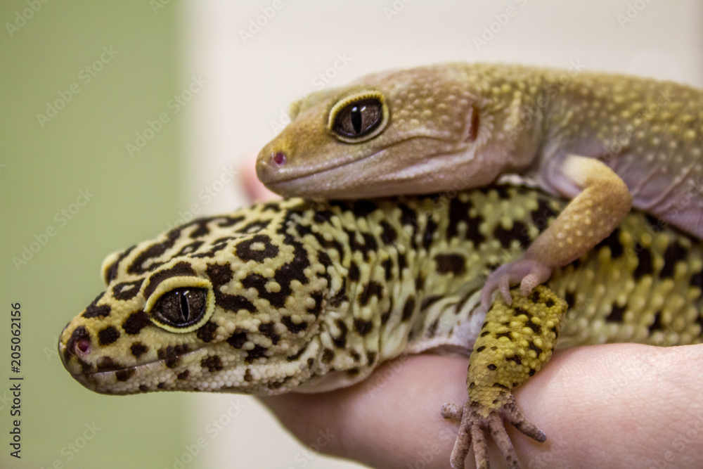 Baby Leopard Gecko Smiling