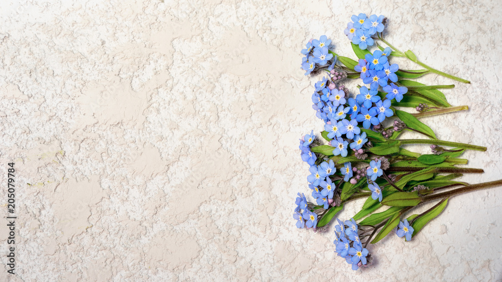 forget me nots laying on the beige textured cement background, top view ...