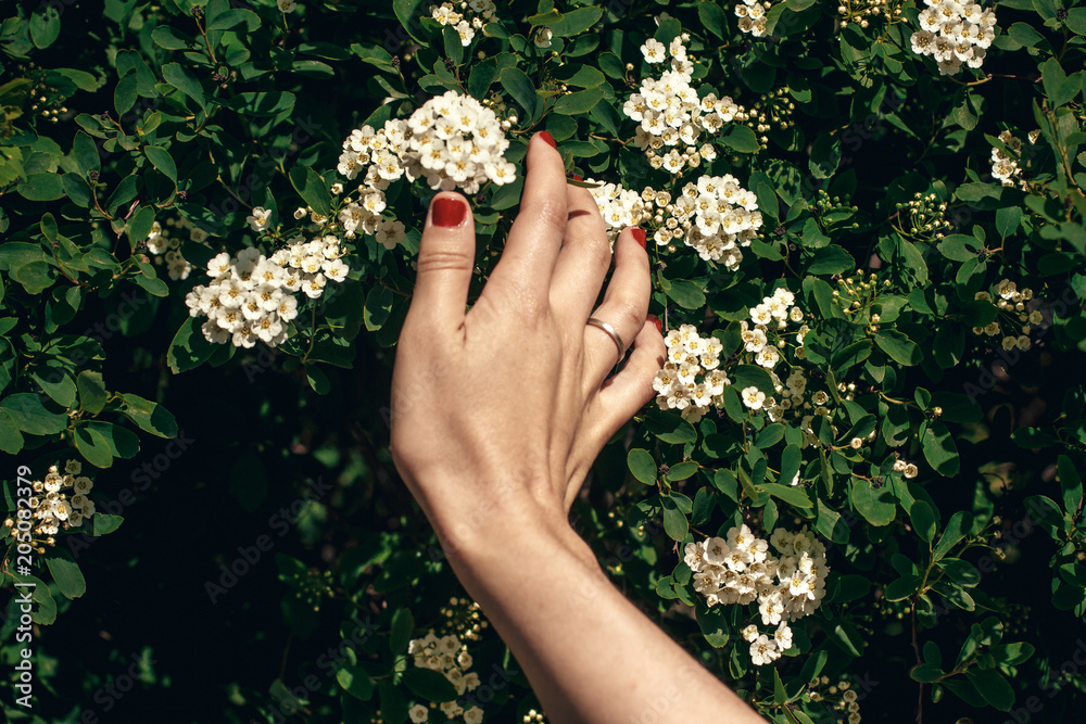 hand holding beautiful spirea flower in sunlight. girl hands with red ...