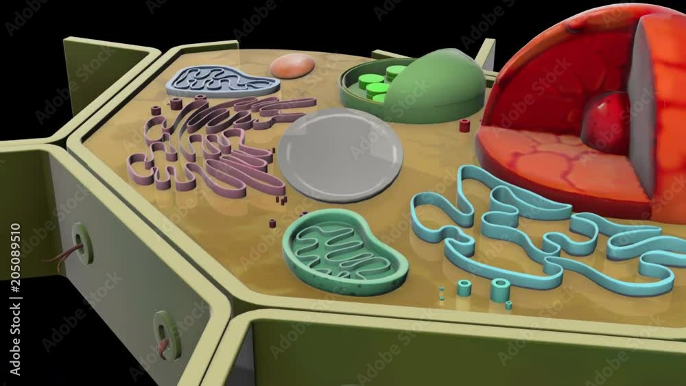 plant-cell-Golgi apparatus 3D plant cell animation vídeo do Stock ...