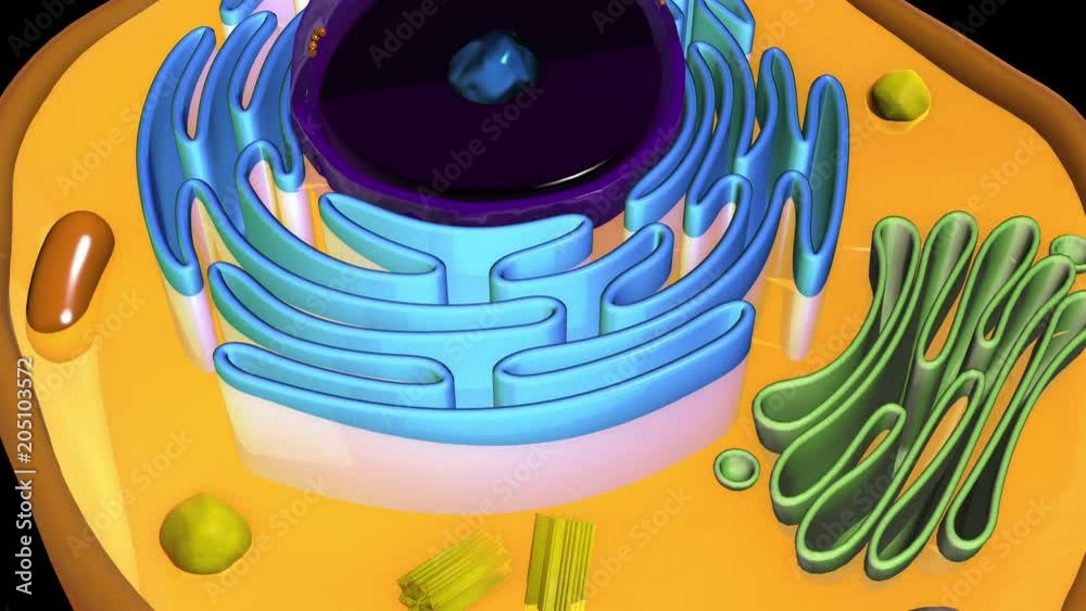 Animal Cell - Rough endoplasmic reticulum 3D animal cell animation ...