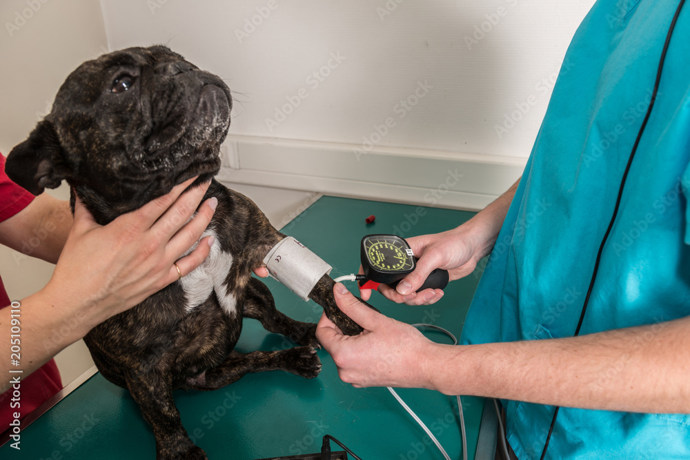 vétérinaire, hypertension artérielle chez le chat et le chien est une ...