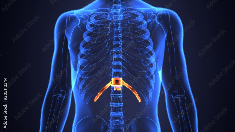 3d illustration of human body skeleton ribs bone anatomy Stock ...