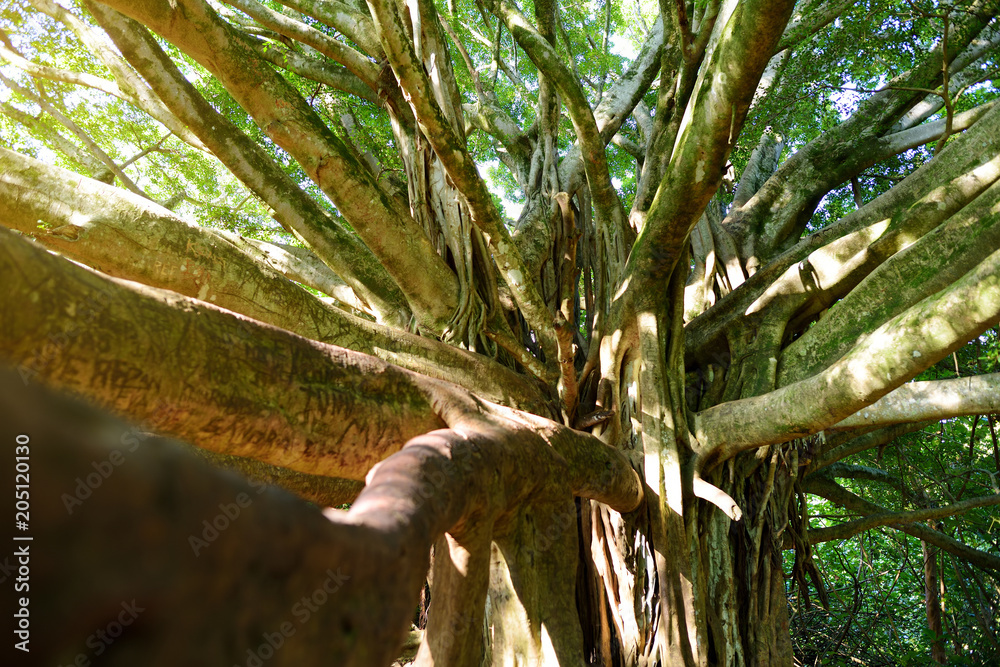 Branches and hanging roots of giant banyan tree growing on famous ...