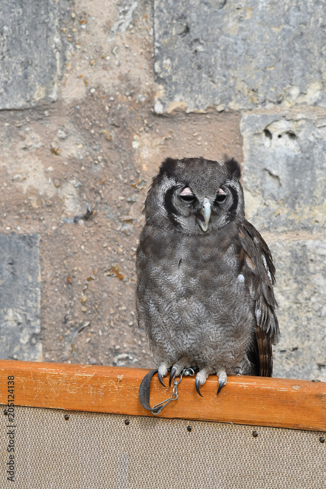 hibou Stock Photo | Adobe Stock