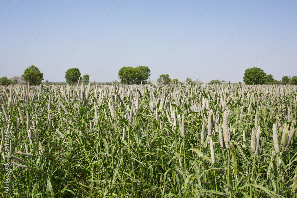 Pearl Millet Field in Rajasthan India. The Crop is Know as Bajra or ...