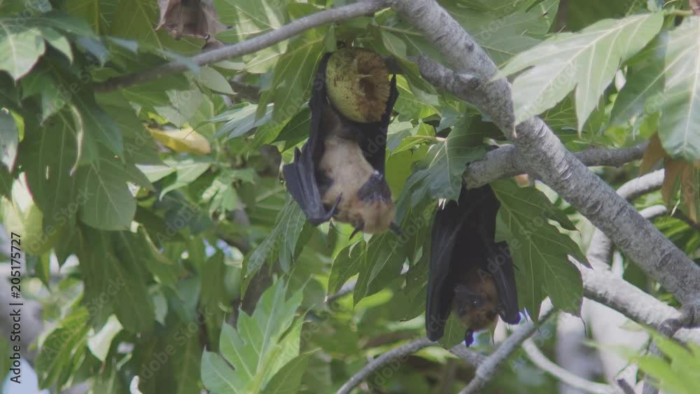 An Indian Flying Fox, Pteropus Giganteus, Enjoying A Tasty Bread Fruit ...