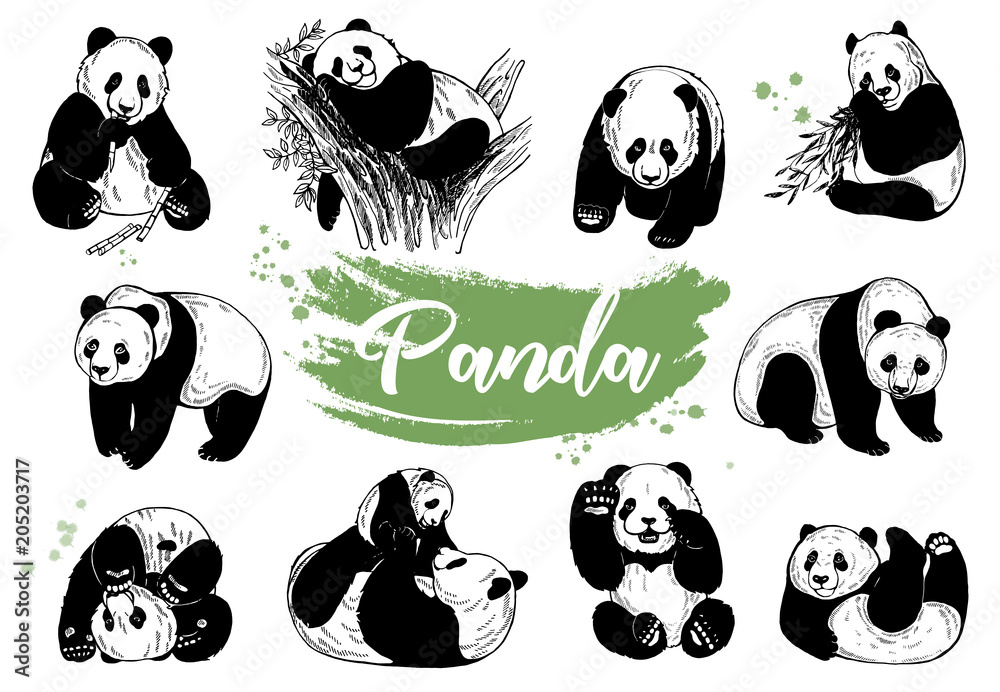 Set of hand drawn sketch style giant pandas isolated on white ...