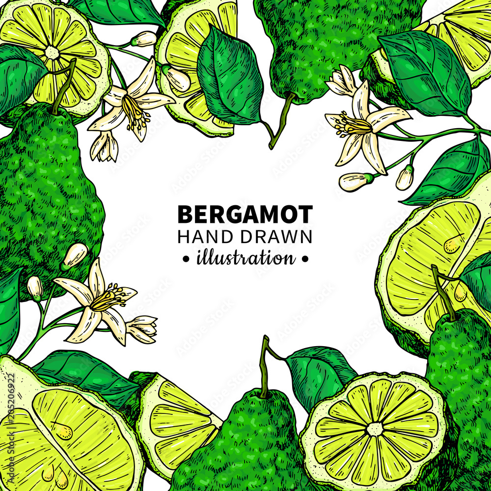 Bergamot vector drawing frame. Isolated template of citrus fruit Stock ...