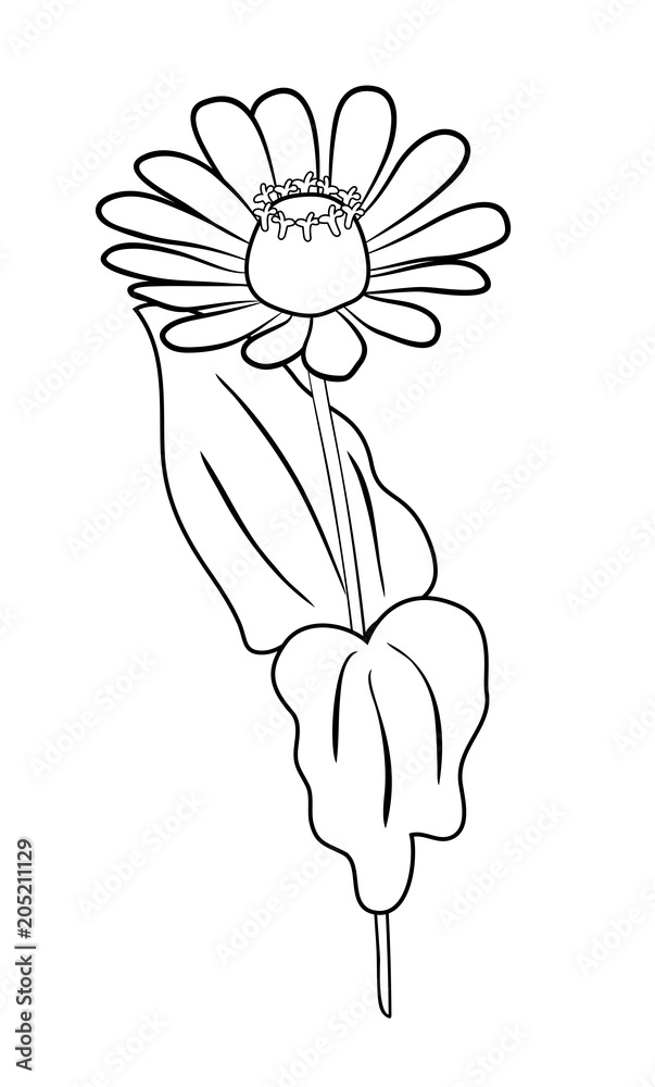 Zinnia Line Drawing