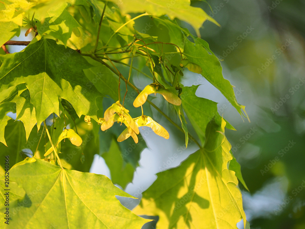 Nature landscape. Branches of a acer, close-up. Sunset. Seeds maple ...