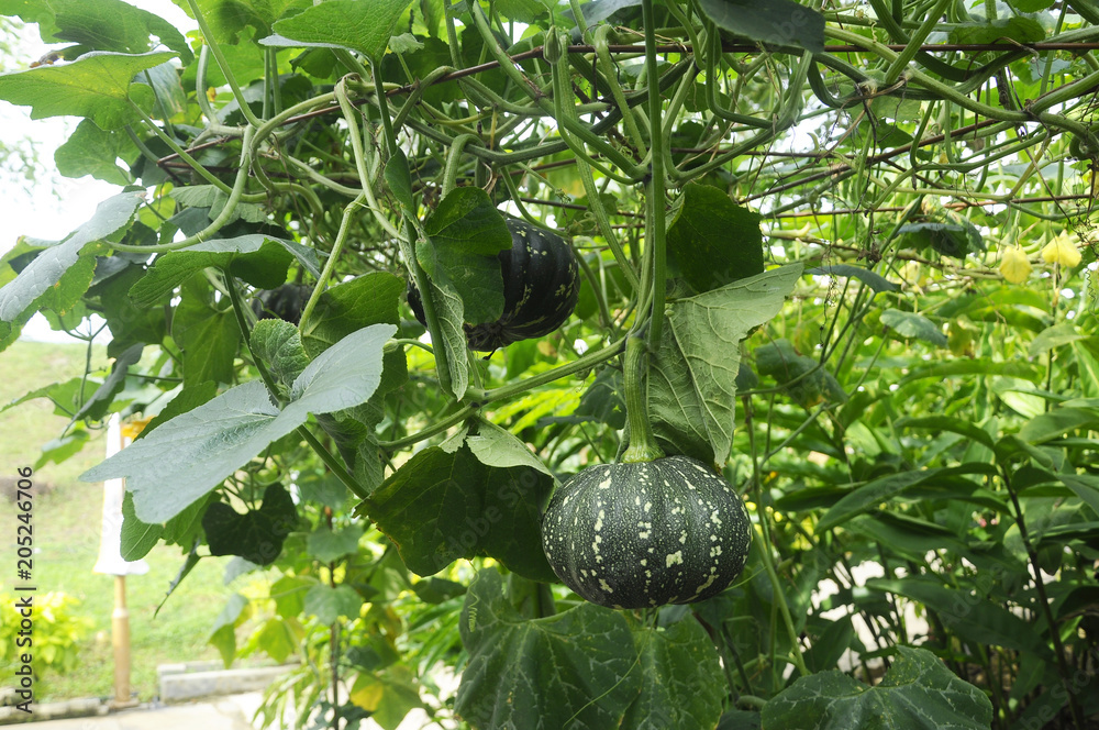 Pumpkin Tree