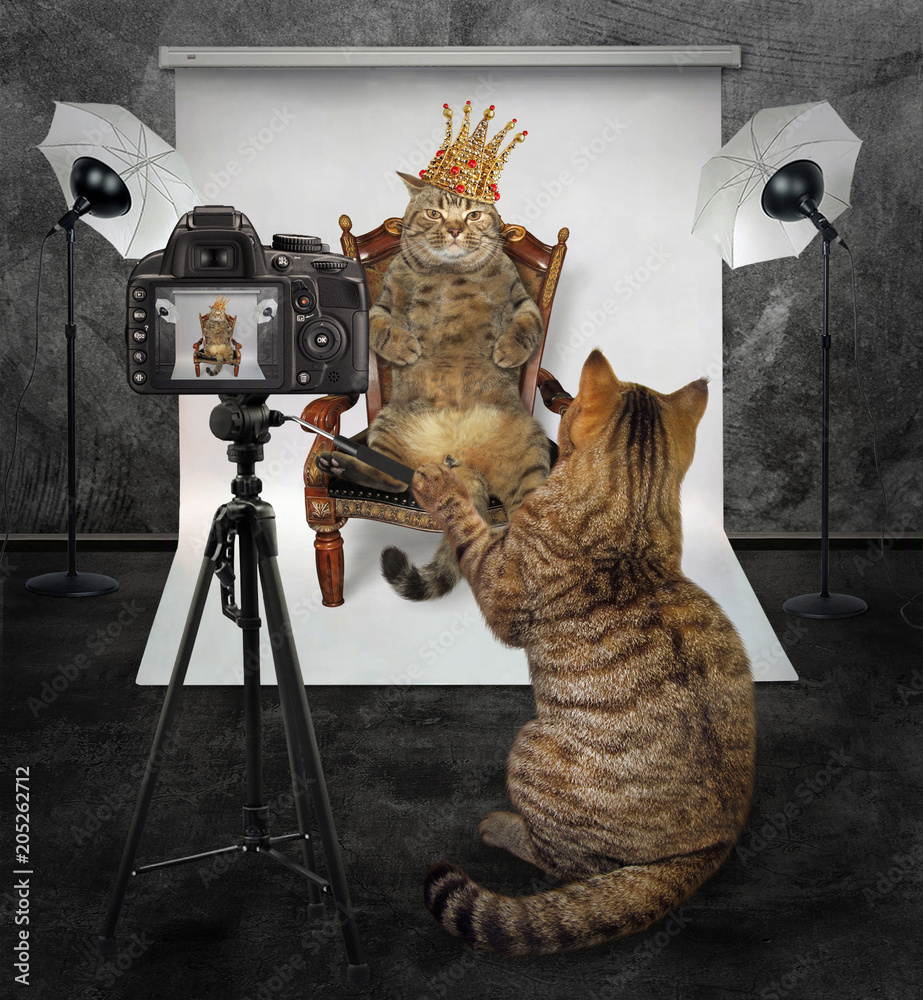 The cat photographer makes a photo of the king in his photo studio ...