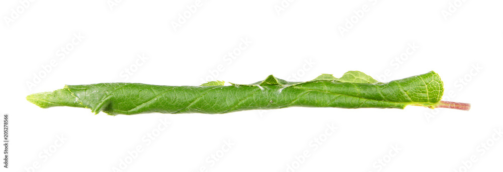 Green leaf of hackberry (Prunus padus), rolled in tubule by caterpillar ...
