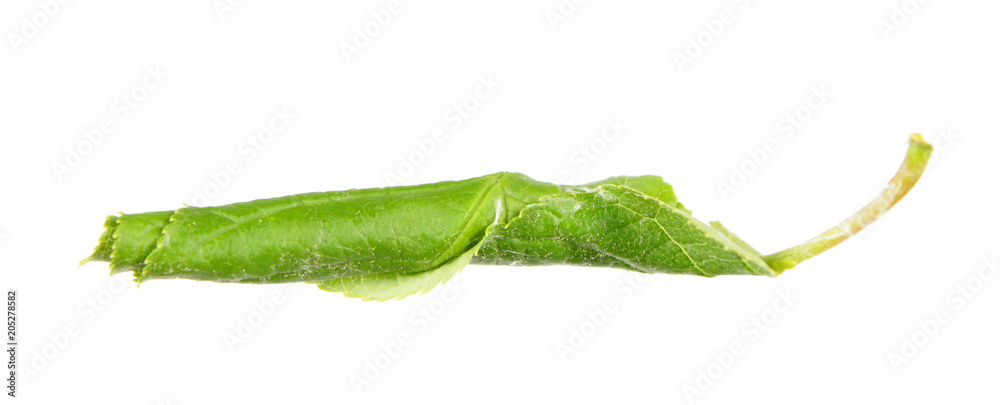 Green leaf of hackberry (Prunus padus), rolled in tubule by caterpillar ...