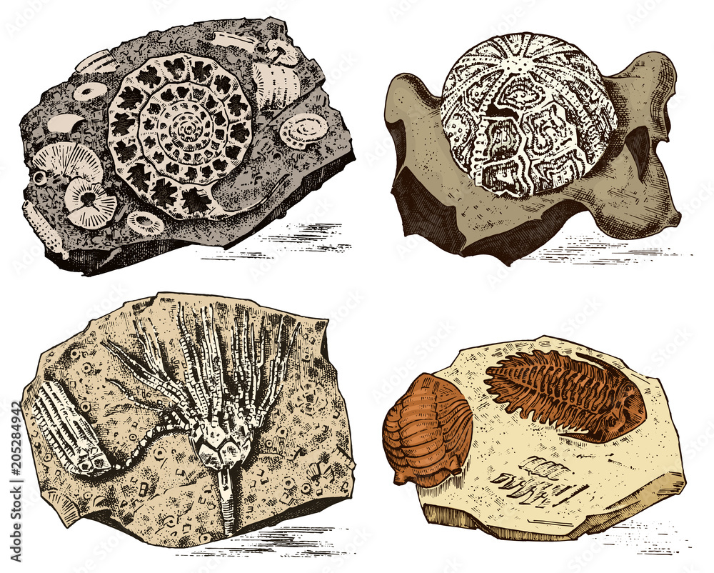 Crinoid Fossil Drawing