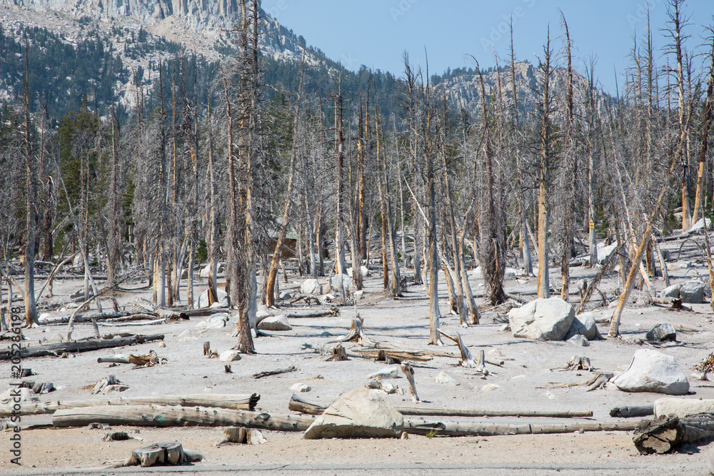 Nackt und verbrannt stehen die vom Waldbrand versengten Bäume auf dem ...