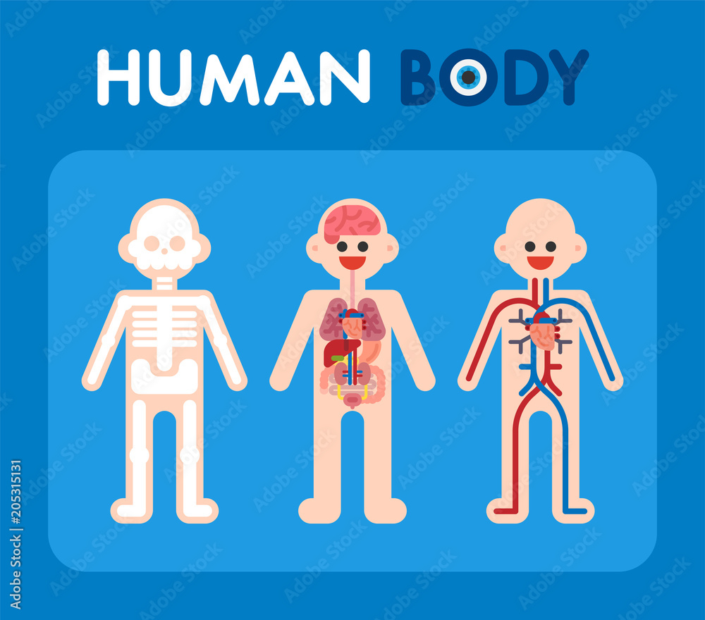 human body information for medical vector flat design illustration set ...