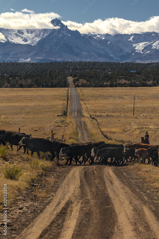 Cowboys on Cattle Drive Gather Angus/Hereford cross cows and calves ...