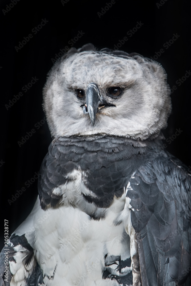 Stockfoto Immature harpy eagle (Harpia hapyja) named 'Panama'. This ...