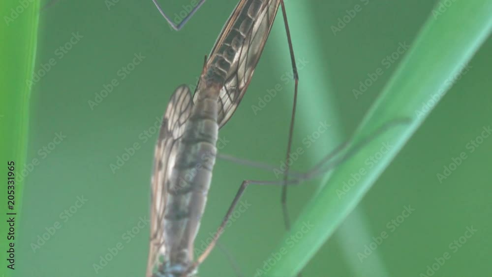 Insect Mosquito, Crane fly, Reproduction two Tipula luna male sitting ...