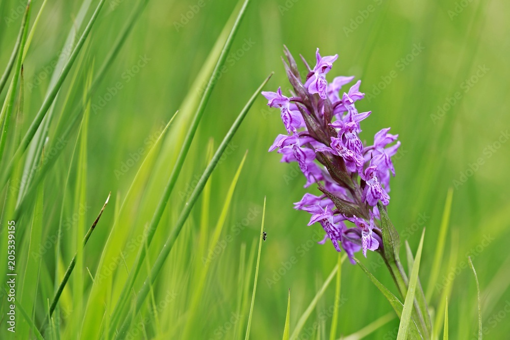 Beautiful spring flower Dactylorhiza majalis, bright purple colored ...