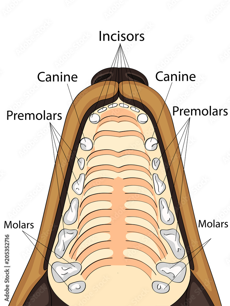 Anatomical structure of the upper jaw of the dog, the location and the ...