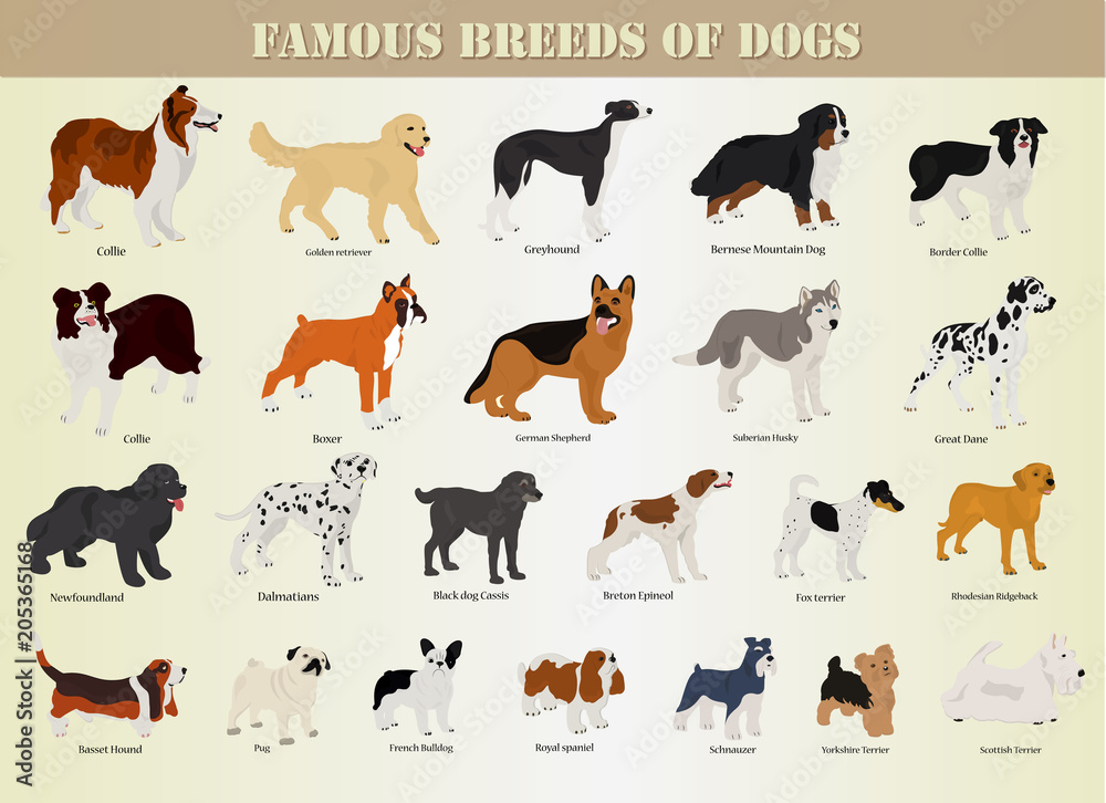 100 Types Of Dogs And Their Names And Pictures Infoupdate