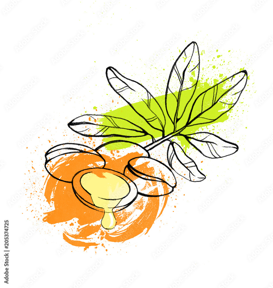 Hand drawing sketch, essential aromatic argan tree beans and leaves ...