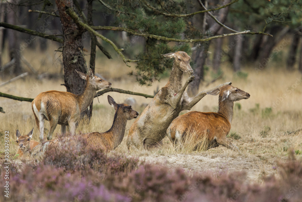 Female red deer fighting in the mud in Hoge Veluwe National Park in the ...