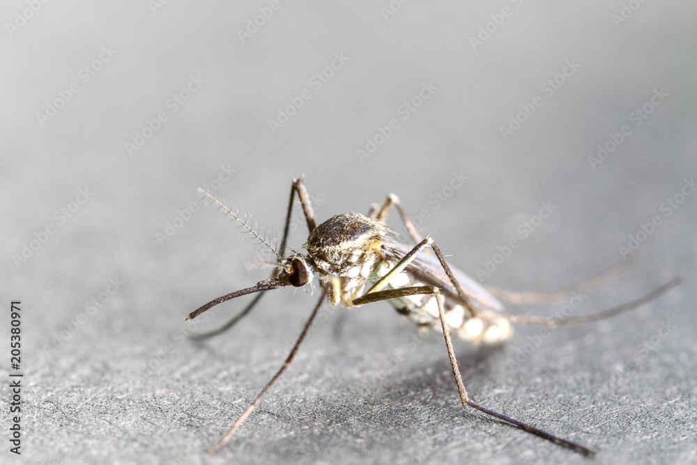 Anopheles sp. is a species of mosquito in the order Diptera, Anopheles ...