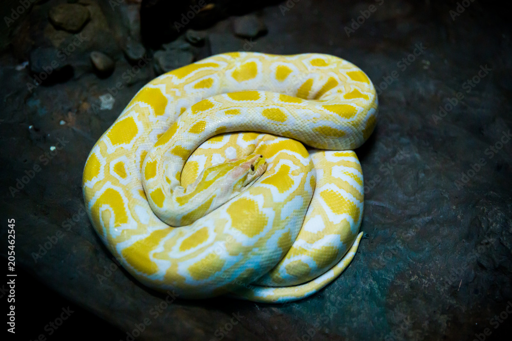 Yellow Albino Snake