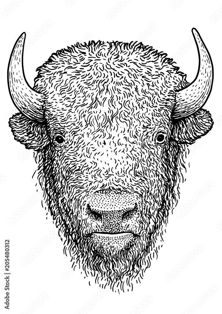 Bison illustration, drawing, engraving, ink, line art, vector Stock ...
