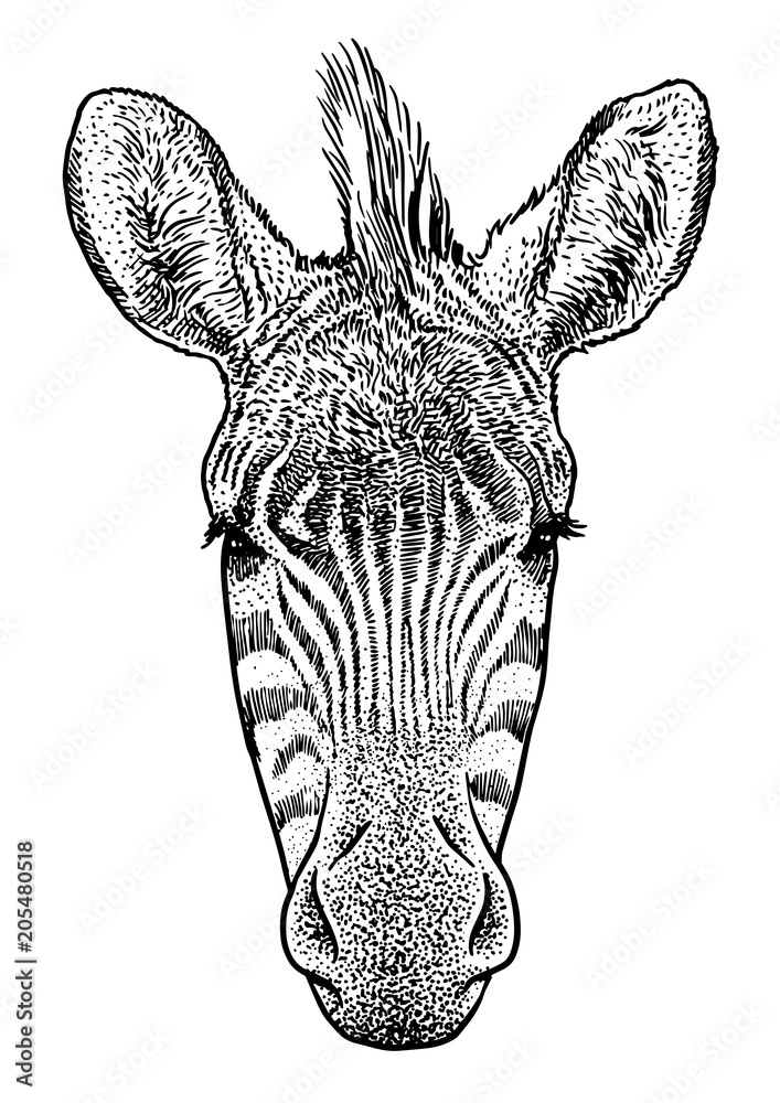 Zebra head illustration, drawing, engraving, ink, line art, vector ...
