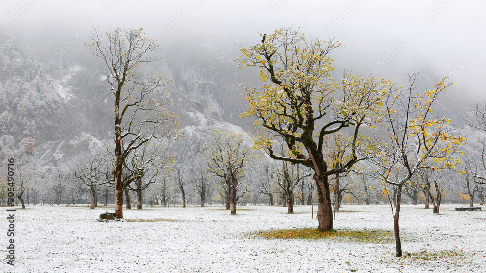 Snow covered maple trees standing on the meadow by the mountainside on ...