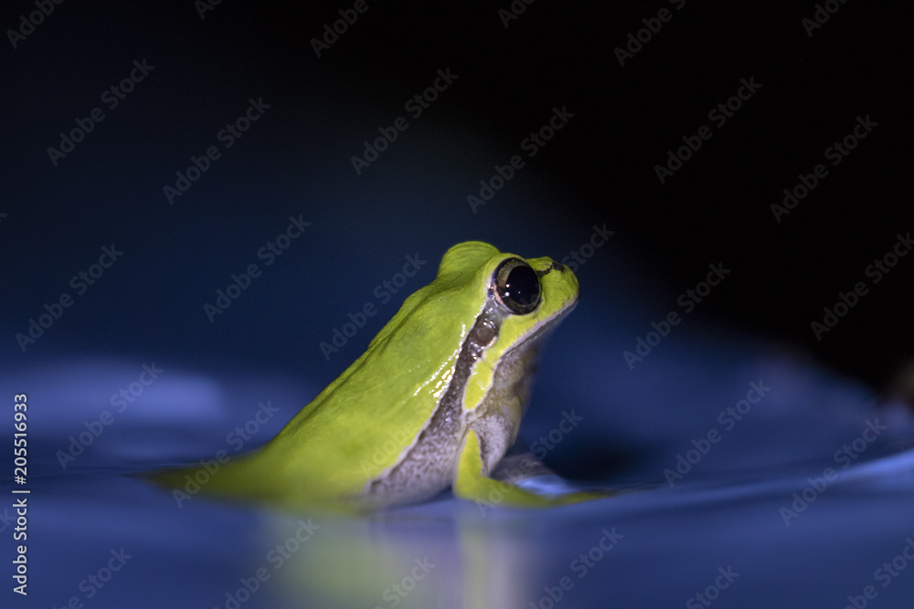 Tree Frog Croaking