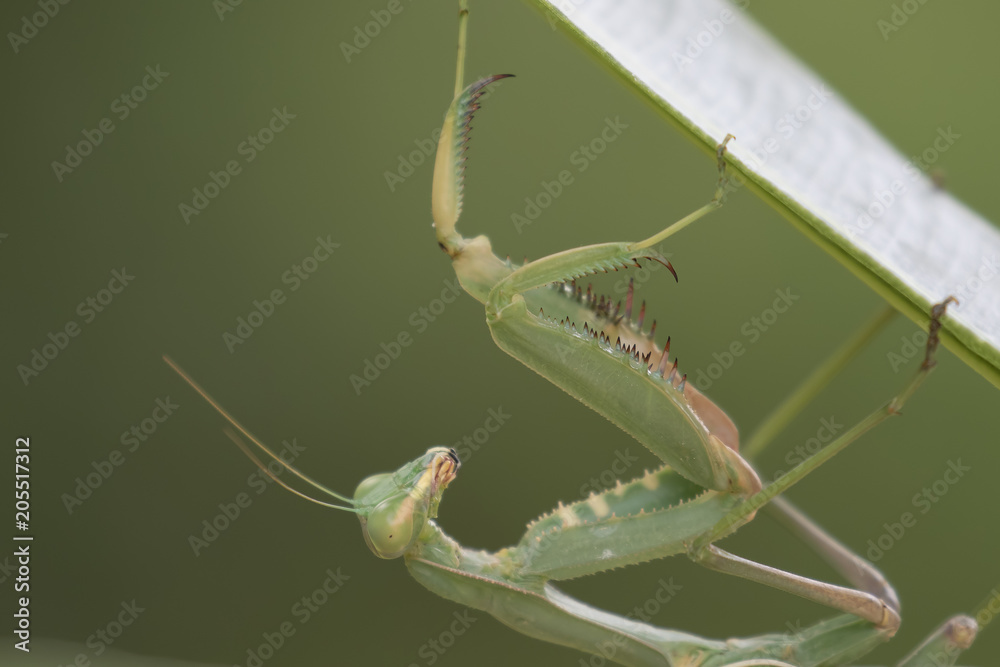 giant African mantis, Sphodromantis viridis in the wild amongst a bush ...
