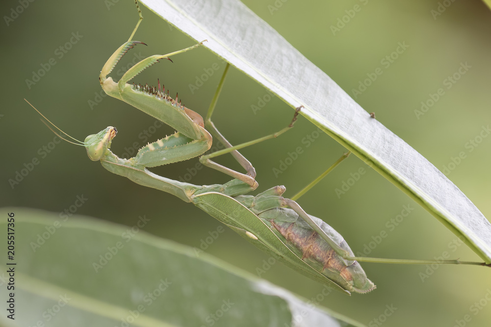 giant African mantis, Sphodromantis viridis in the wild amongst a bush ...